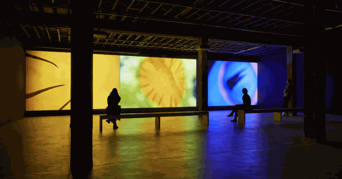 MEL O'CALLAGHAN | Cassandra Bird